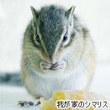 アクションカメラ 待ちに待ったXTU X3が発売されました！ 購入したいけどXTU MAX3も気になる : デジカメと リスと小鳥と 時々その他